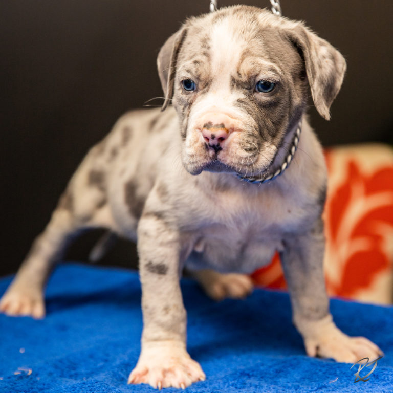 Puppies - Big Block Bullies